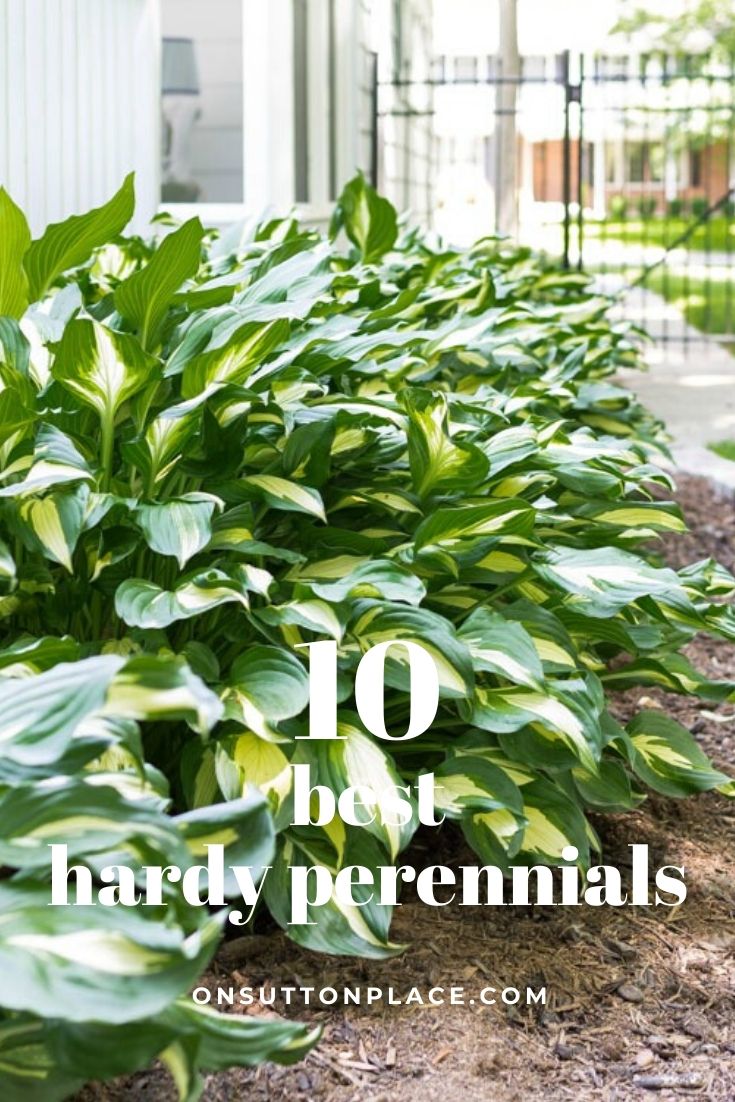 What Are The Hardiest Perennial Flowers at Annabelle Focken blog