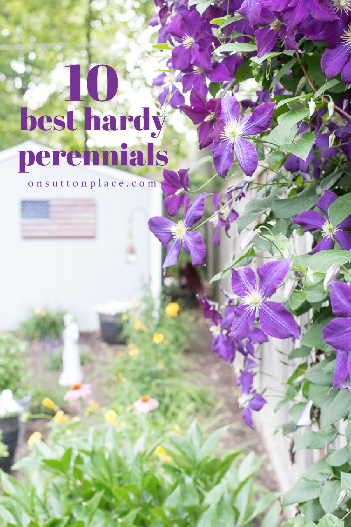 10 Best Hardy Perennial Flowers - On Sutton Place