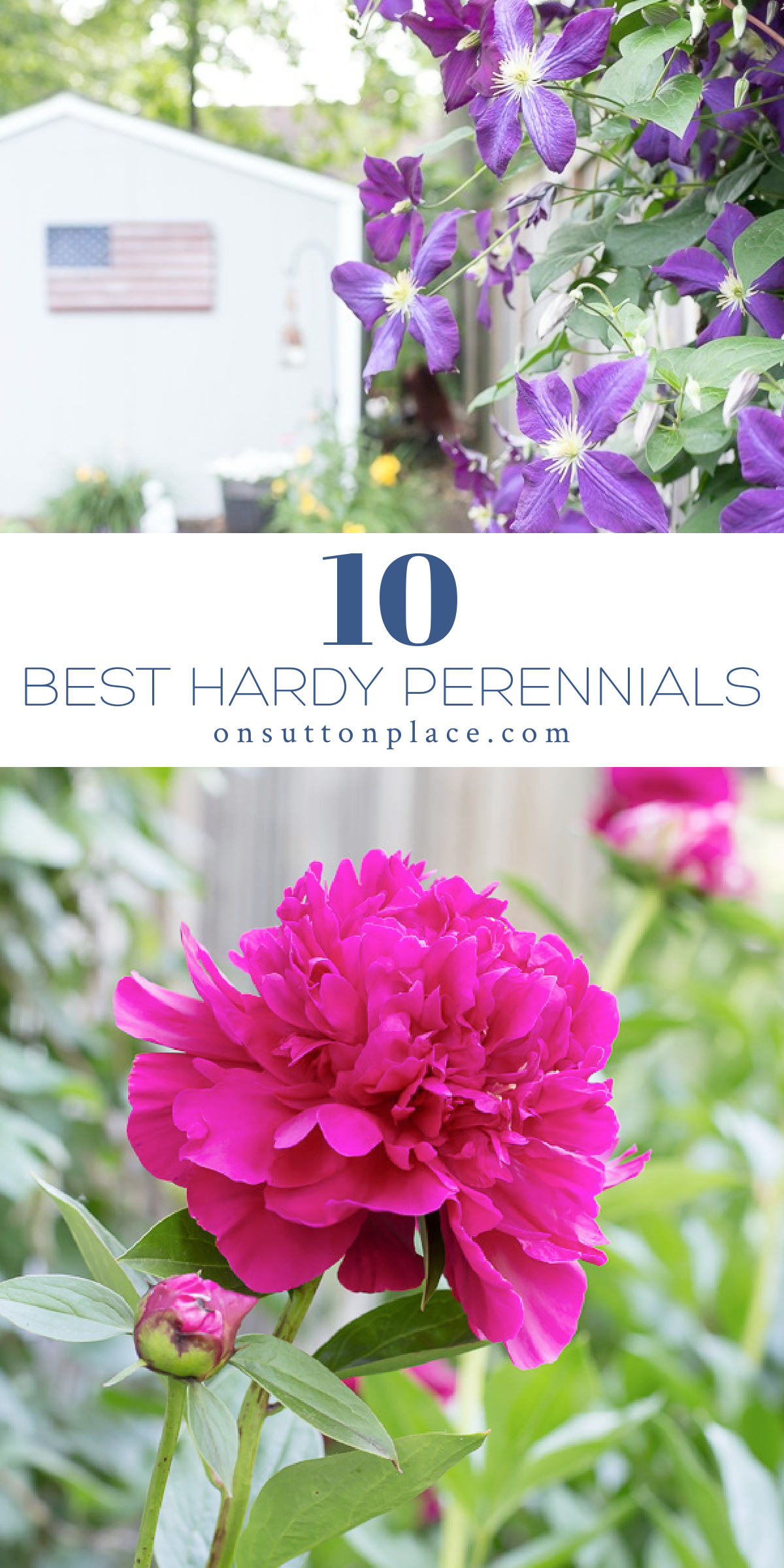 10 Best Hardy Perennial Flowers - On Sutton Place