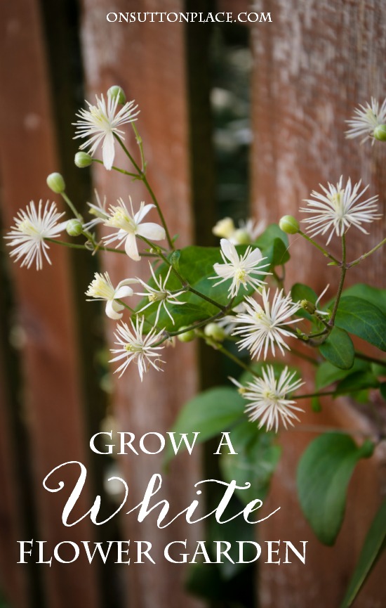 Blue & White Flower Garden Ideas - On Sutton Place