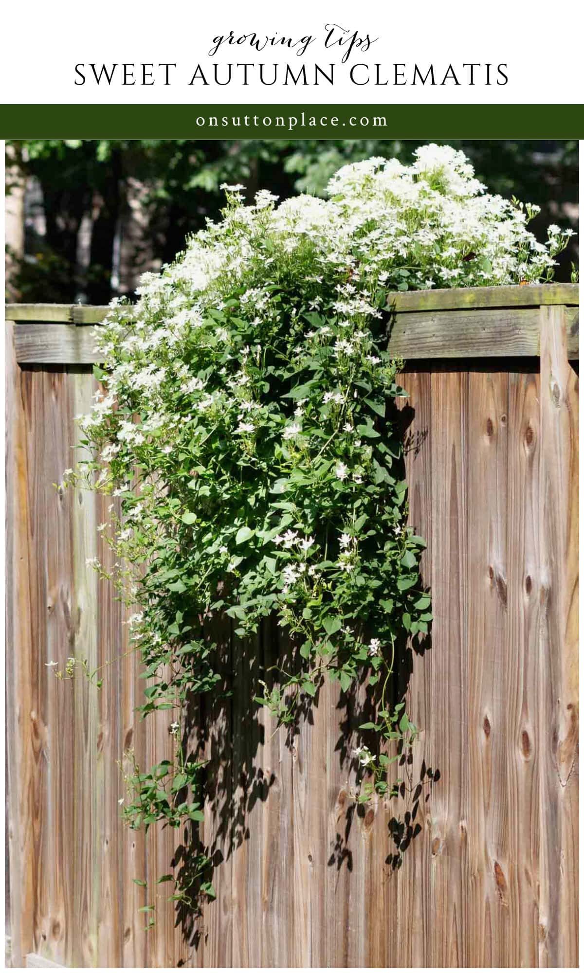 Sweet Autumn Clematis | A Fall Blooming Beauty - On Sutton Place