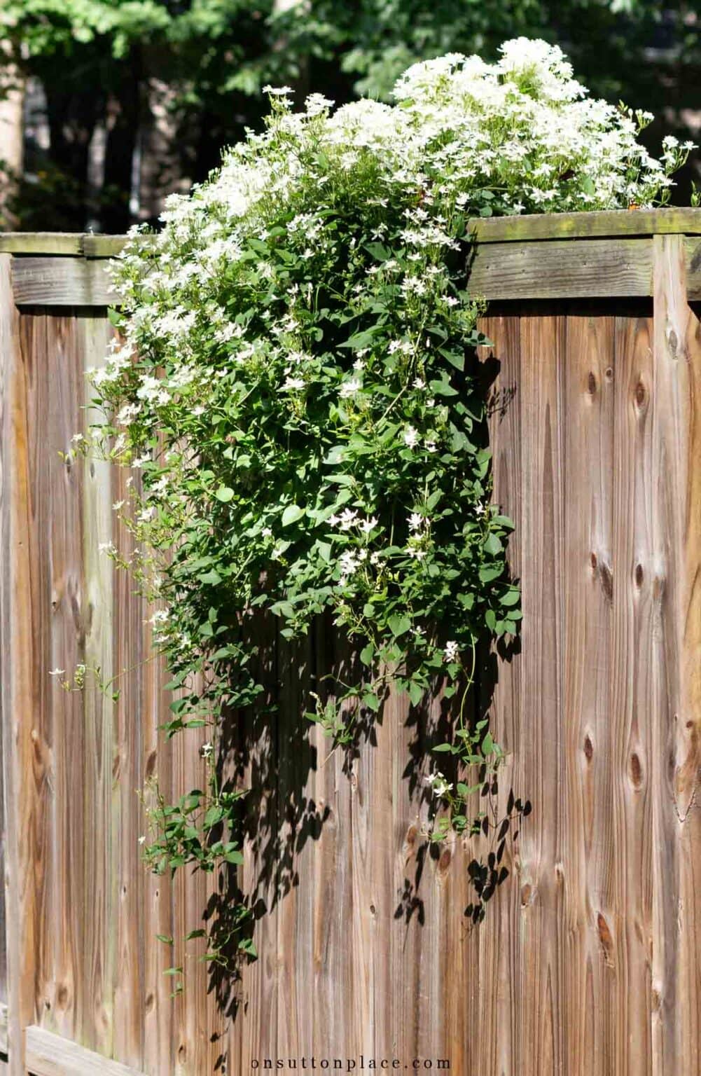 Sweet Autumn Clematis | A Fall Blooming Beauty - On Sutton Place
