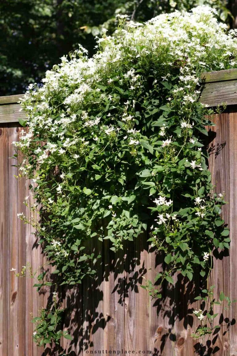 Sweet Autumn Clematis | A Fall Blooming Beauty - On Sutton Place