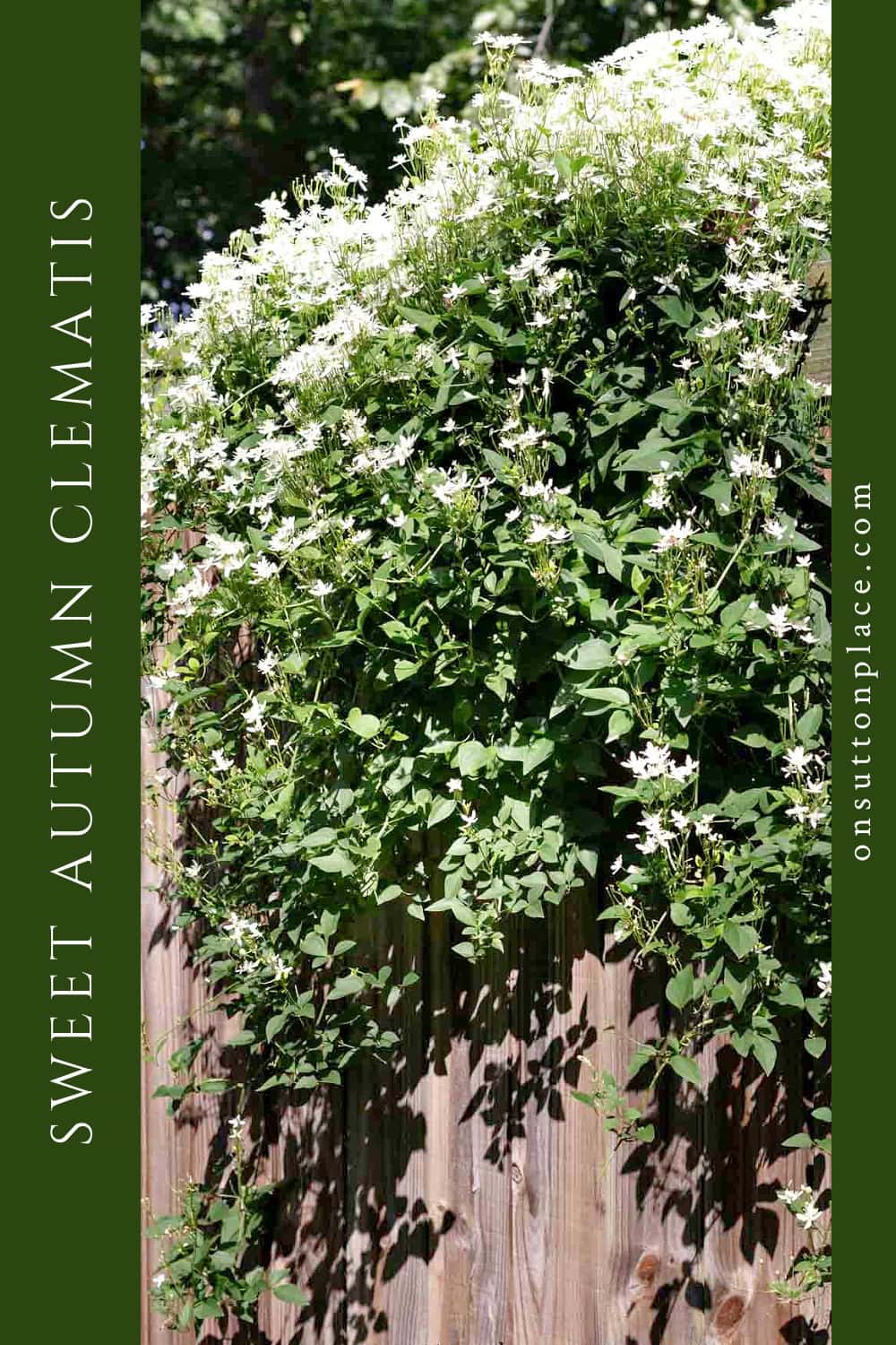 Sweet Autumn Clematis | A Fall Blooming Beauty - On Sutton Place
