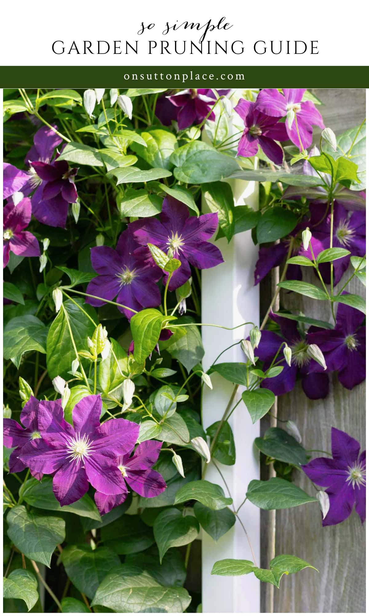 Garden Pruning Guide: What to Prune & When - On Sutton Place