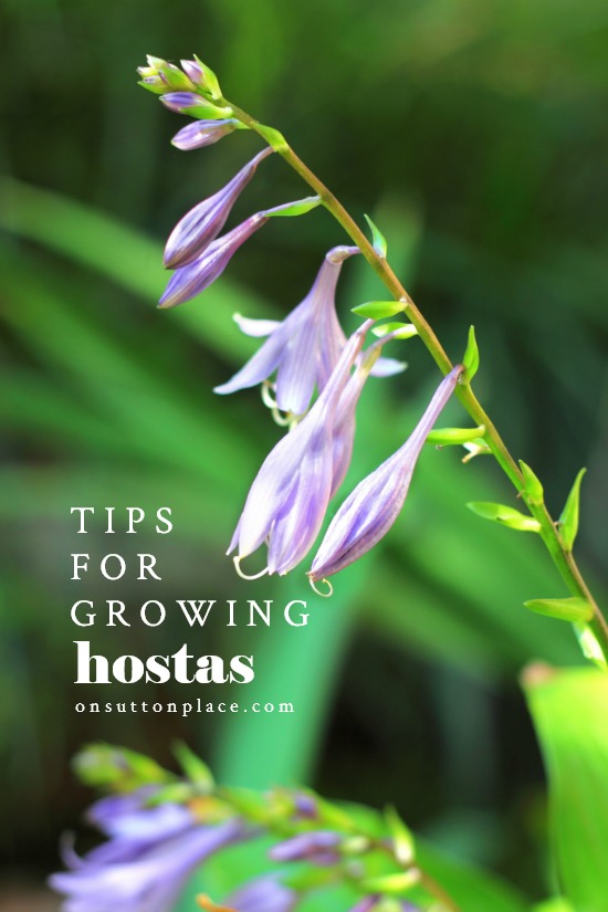 Hostas Care, Transplanting Hostas, Hosta Varieties & Infographic