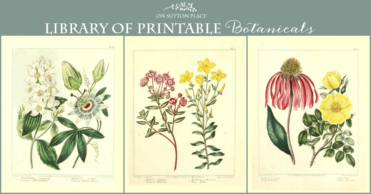 Library of Free Printable Botanicals - On Sutton Place
