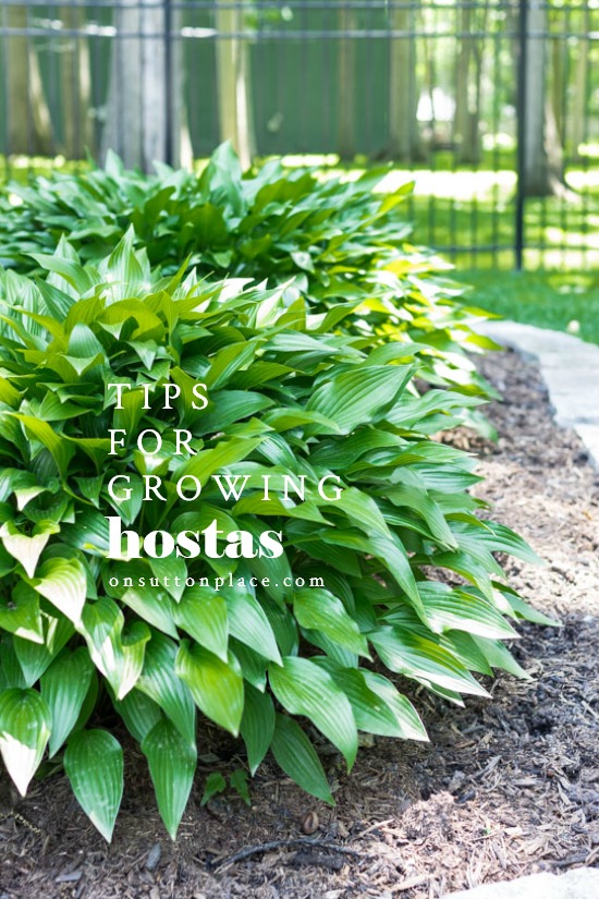 Hostas Care, Transplanting Hostas, Hosta Varieties & Infographic