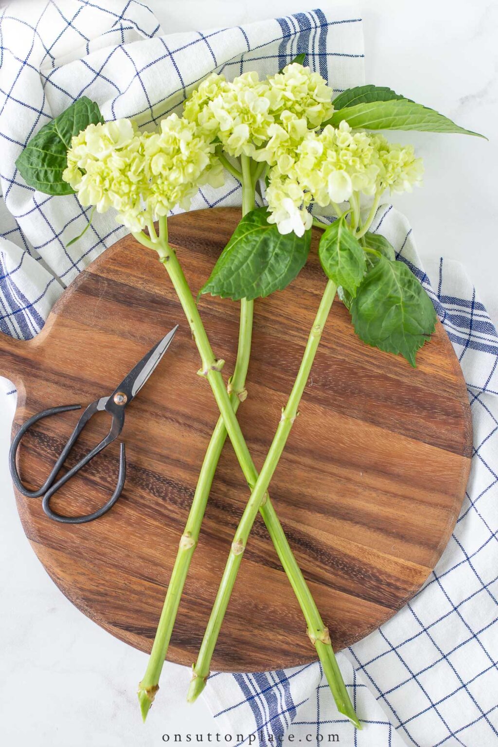 The Secrets to Long Lasting Cut Hydrangeas - On Sutton Place