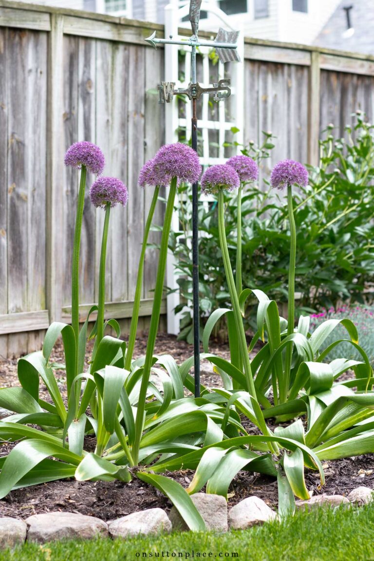 Growing Allium From Bulbs In Your Garden - On Sutton Place
