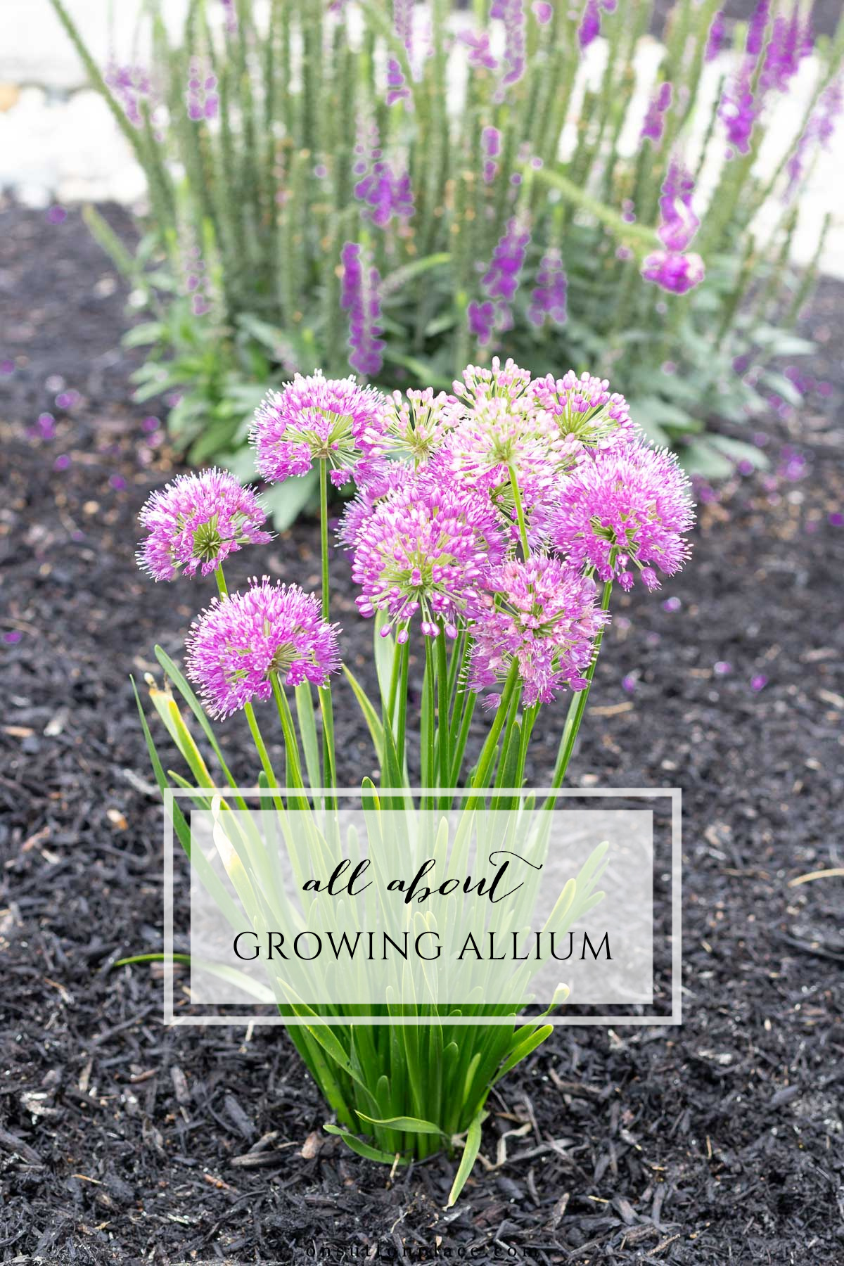 Growing Allium From Bulbs In Your Garden - On Sutton Place