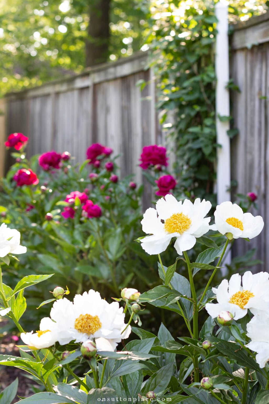 Mastering Peonies Care: A Complete How-To Guide - On Sutton Place