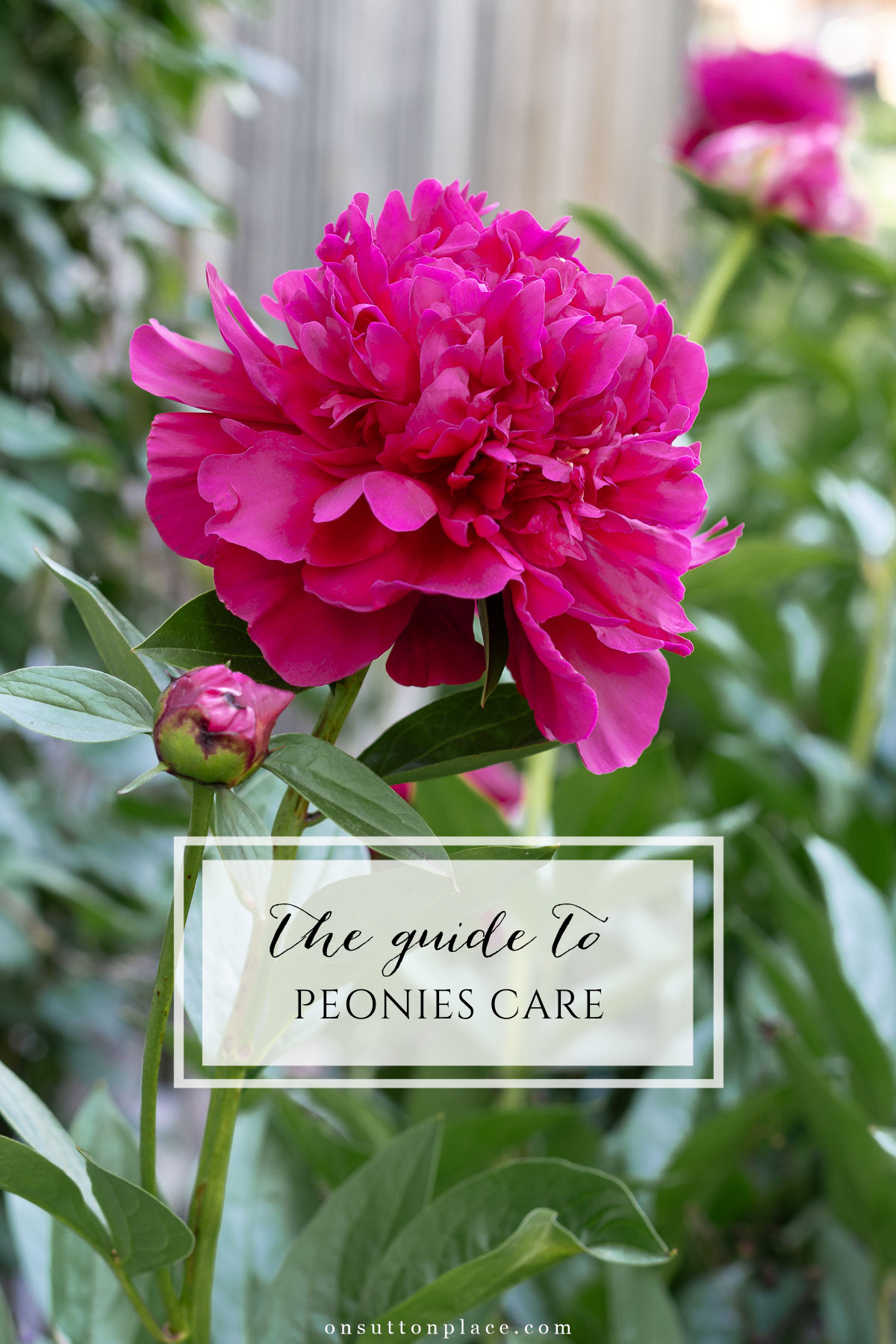 Mastering Peonies Care: A Complete How-To Guide - On Sutton Place