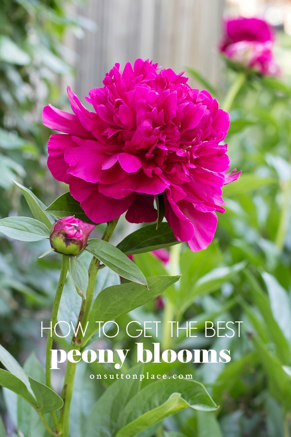 Peonies Care, Peonies and Ants, & My 3 Favorites - On Sutton Place