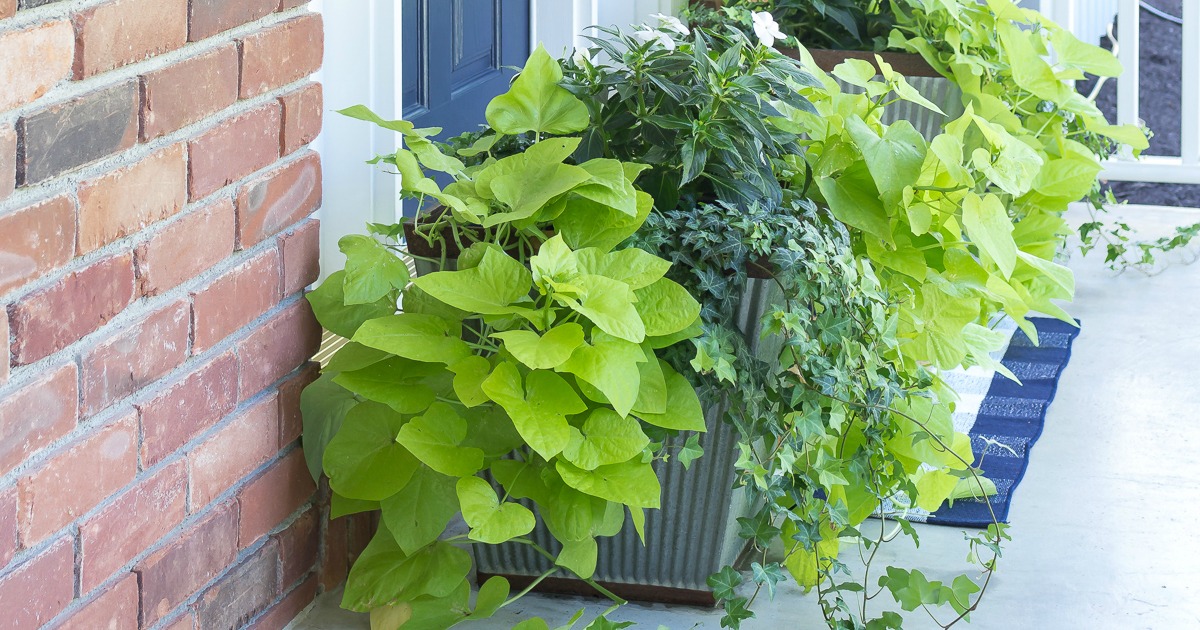 Growing Sweet Potato Vines Containers