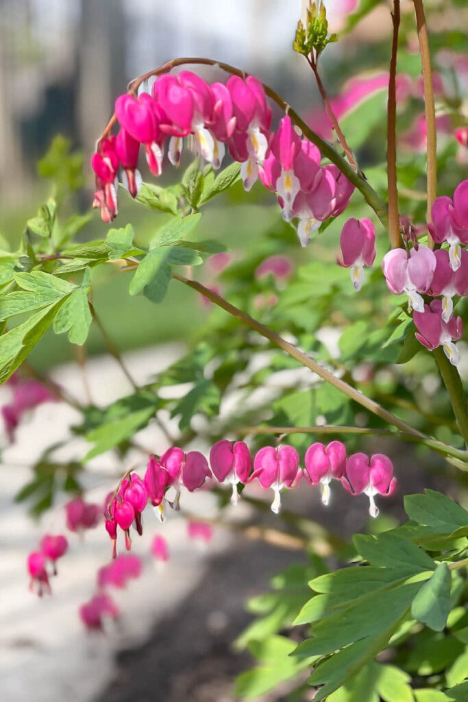 Why You Should Grow Beautiful Bleeding Heart Plants - On Sutton Place