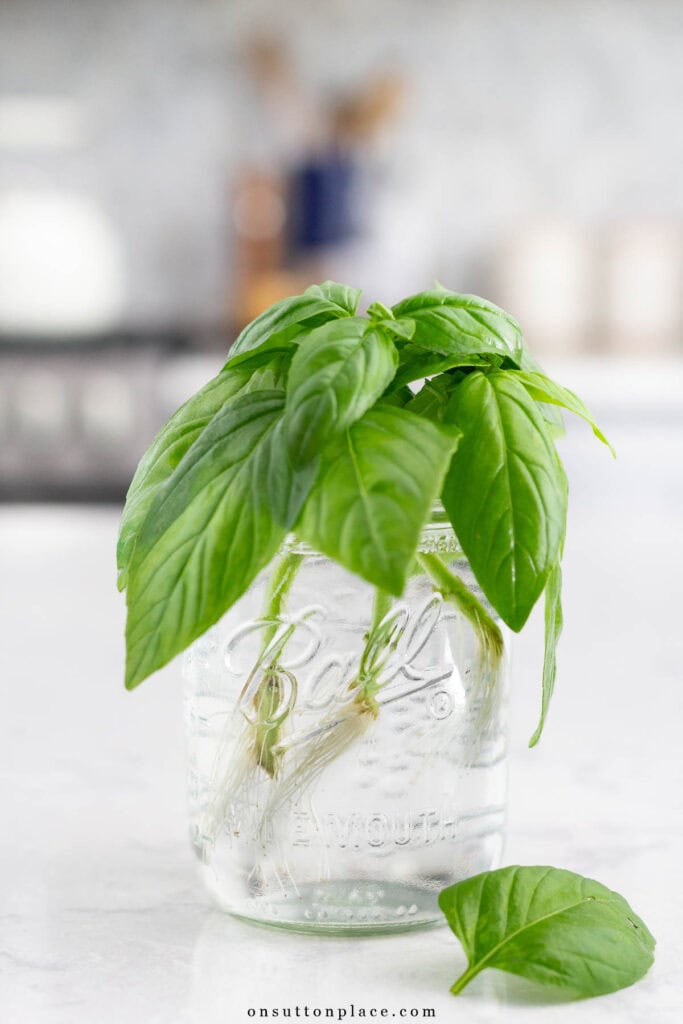How to Grow Basil - On Sutton Place