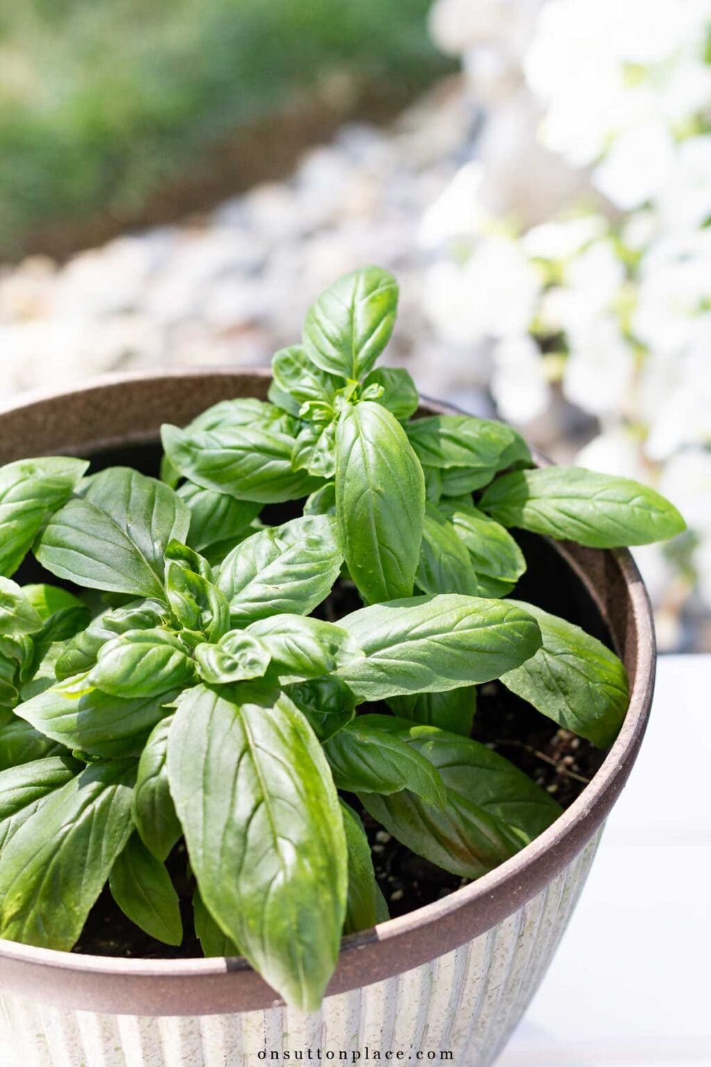 How to Grow Basil - On Sutton Place