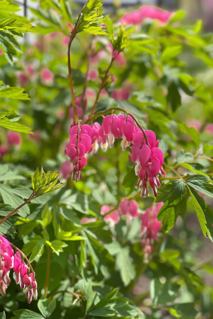 Why You Should Grow Beautiful Bleeding Heart Plants - On Sutton Place