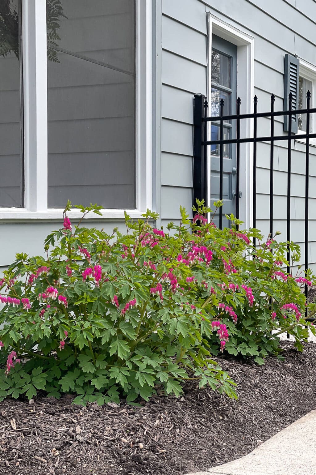Why You Should Grow Beautiful Bleeding Heart Plants - On Sutton Place