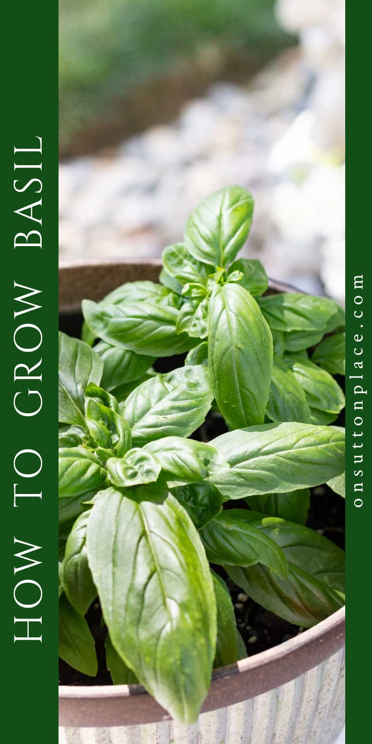 How to Grow Basil - On Sutton Place