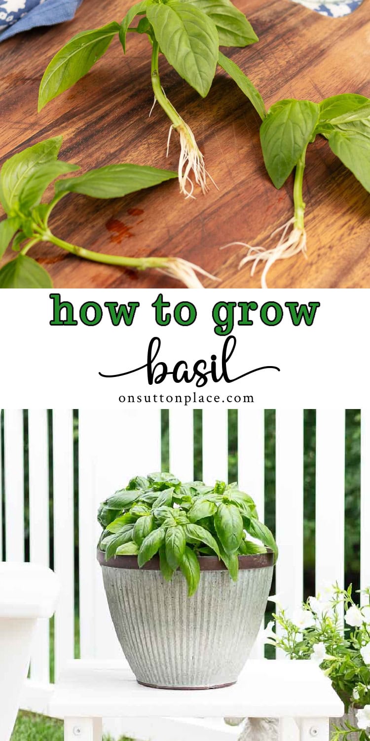 How to Grow Basil - On Sutton Place