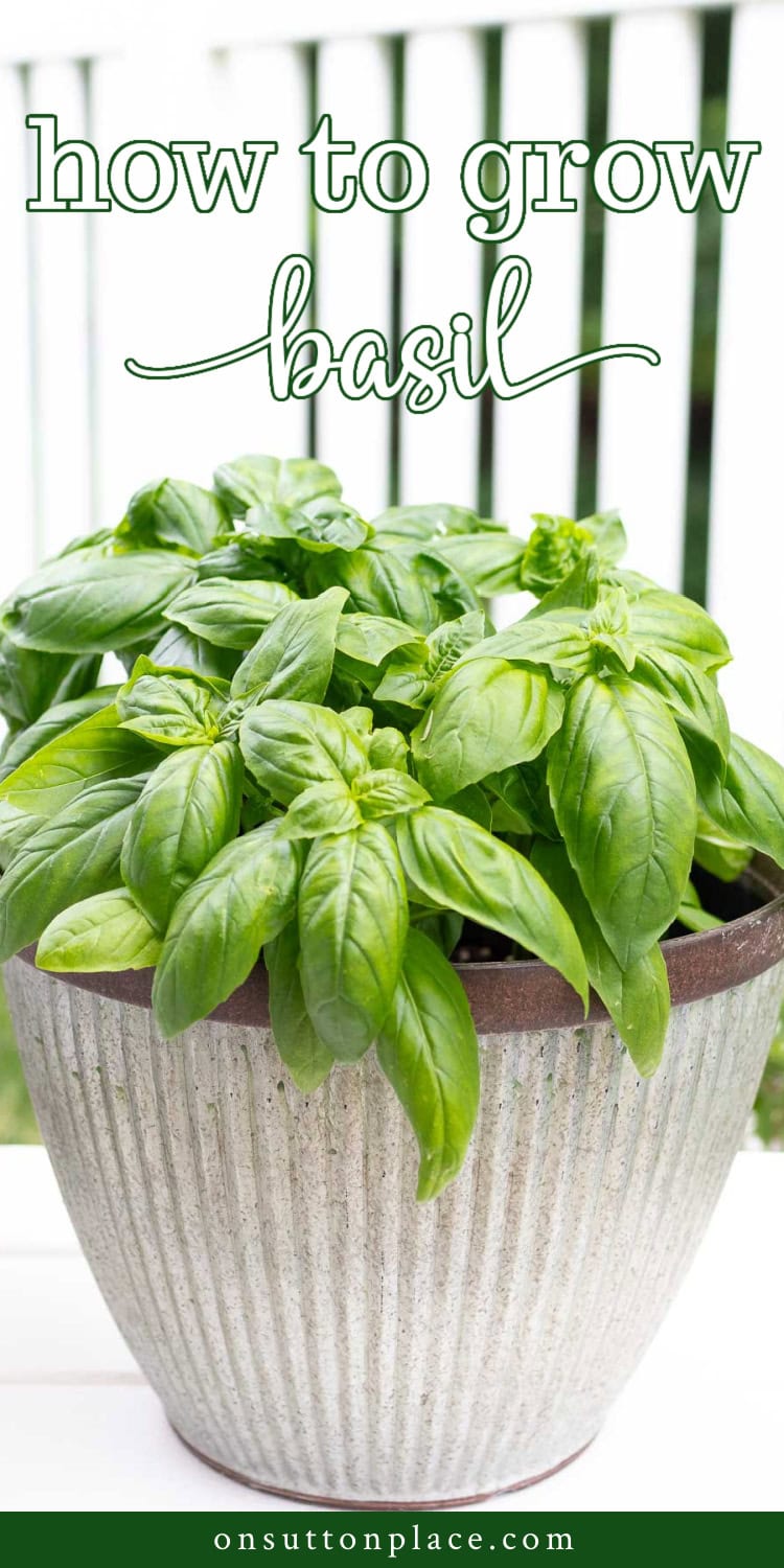 How to Grow Basil - On Sutton Place