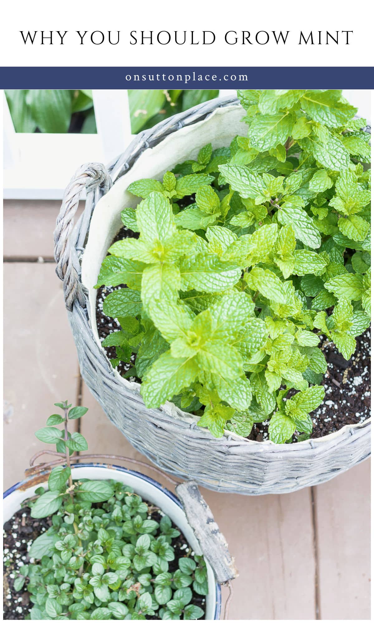 How To Grow Mint - On Sutton Place