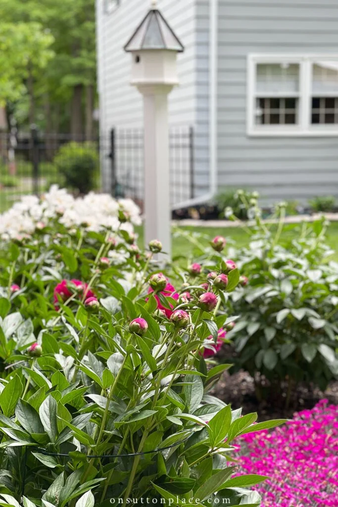 The Best Flowers For Your Perennial Garden - On Sutton Place
