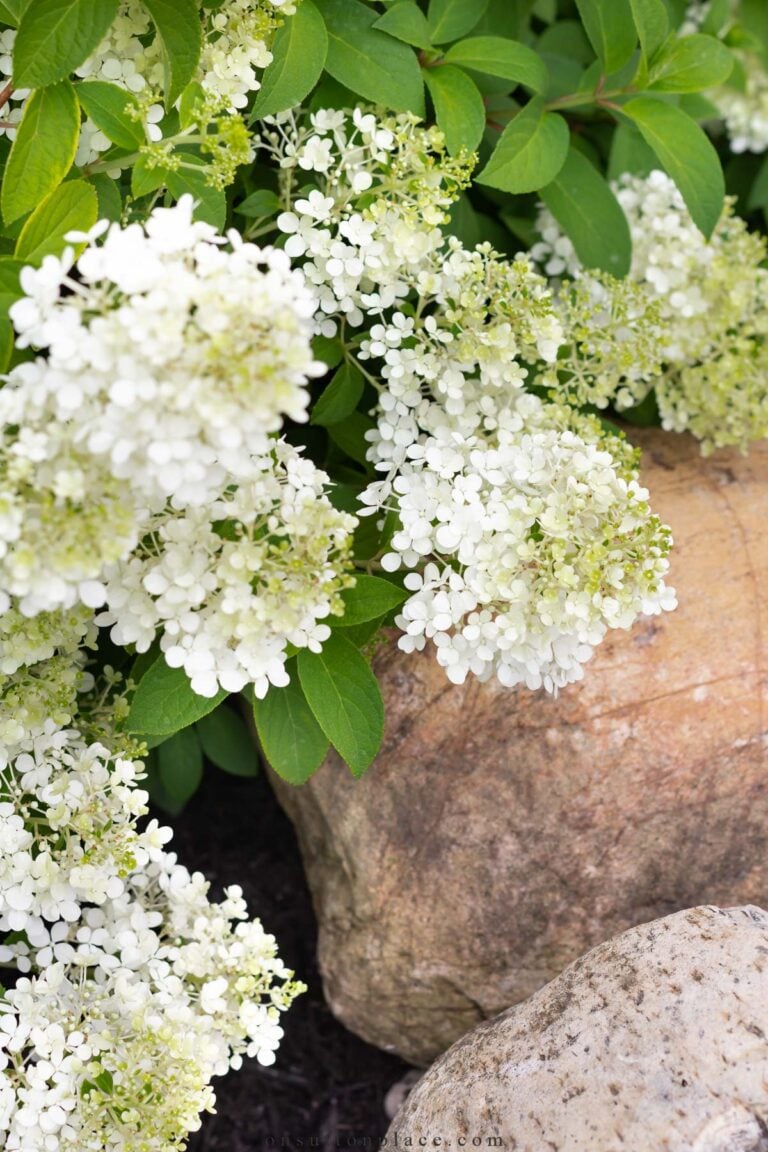 The Ultimate Guide to Growing Limelight Hydrangeas - On Sutton Place