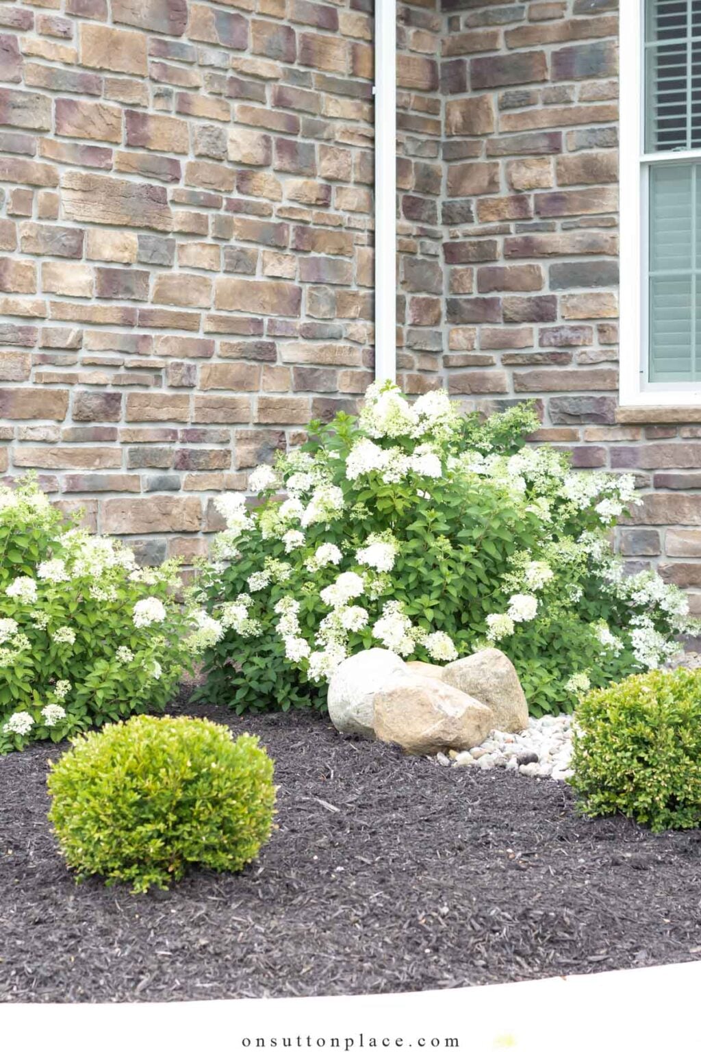 Growing Limelight Hydrangeas - On Sutton Place