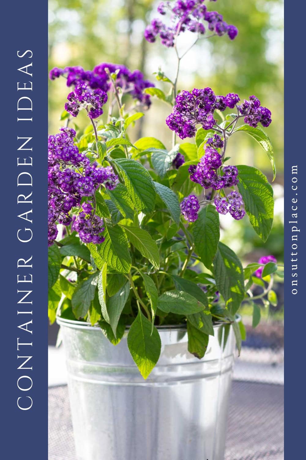 Container Garden Ideas With Annuals - On Sutton Place
