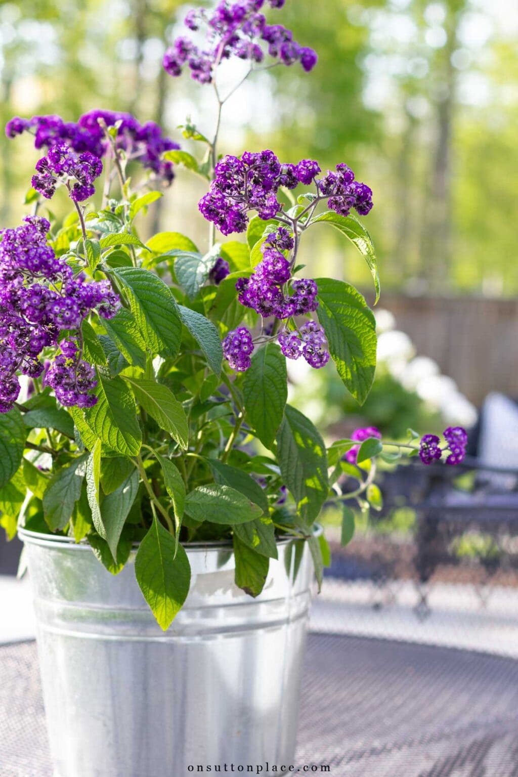 Container Garden Ideas With Annuals - On Sutton Place